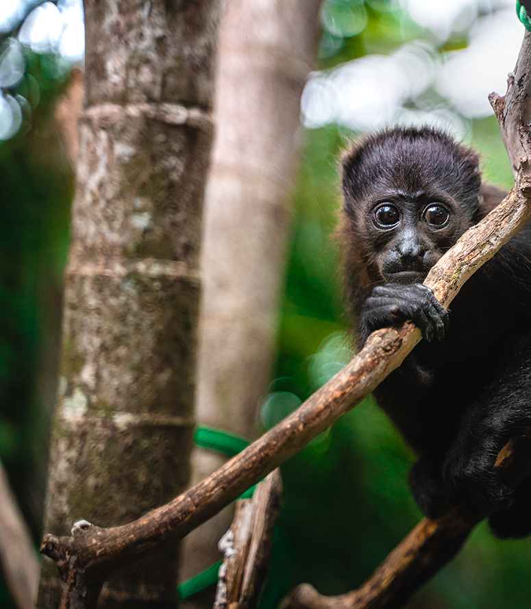 Donate to Sibu Wildlife Sanctuary