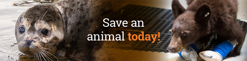 Donate to Save a wild animal today!