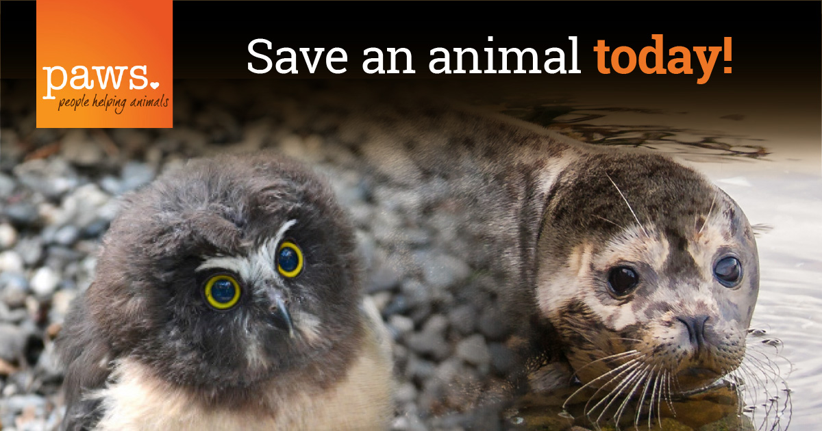 Donate to Save a wild animal today!