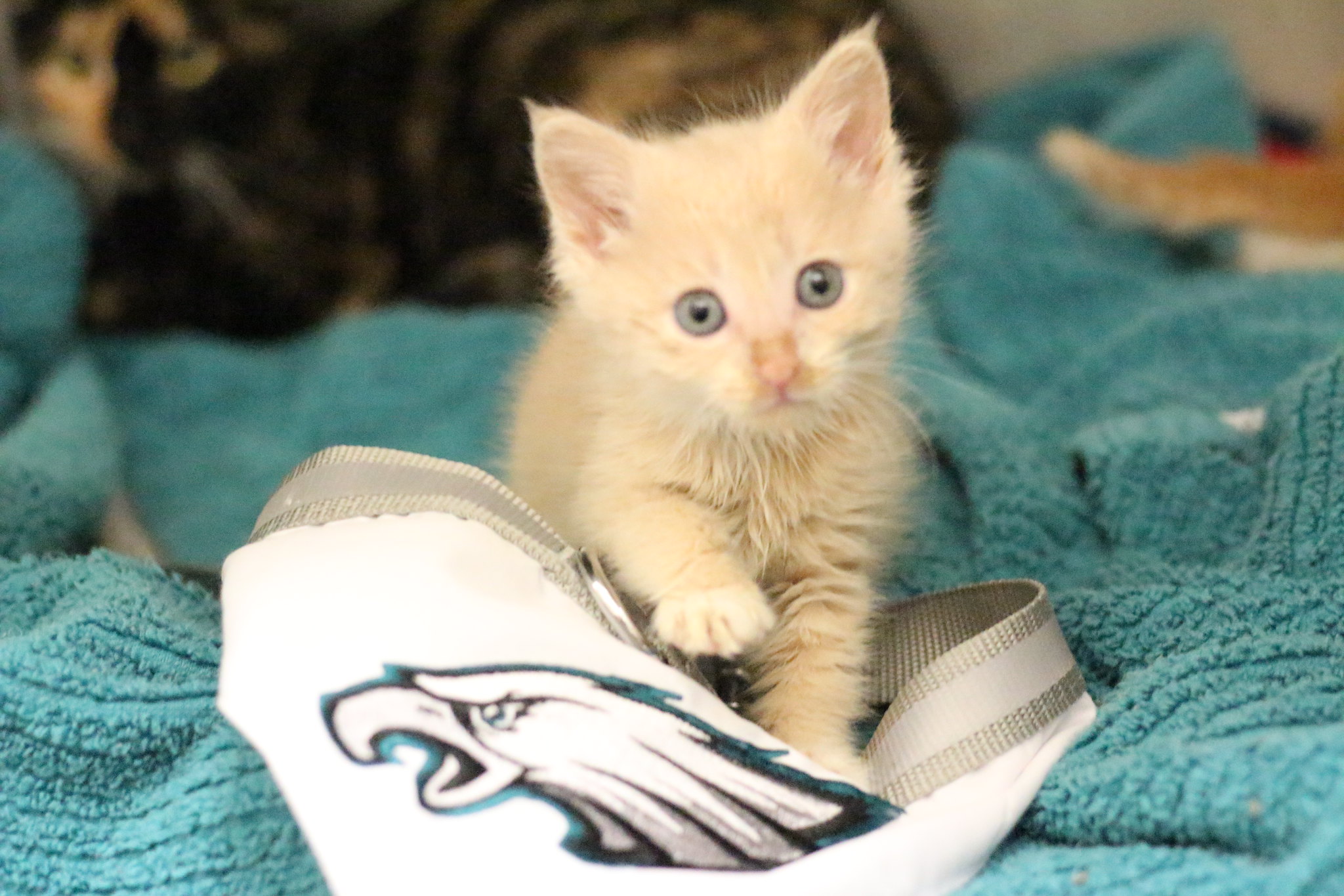 Donate to PAWS: Philadelphia Animal Welfare Society (GO BIRDS!)