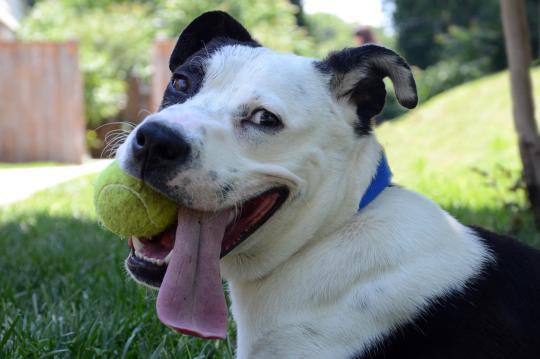 Donate to MDSPCA Donation Form