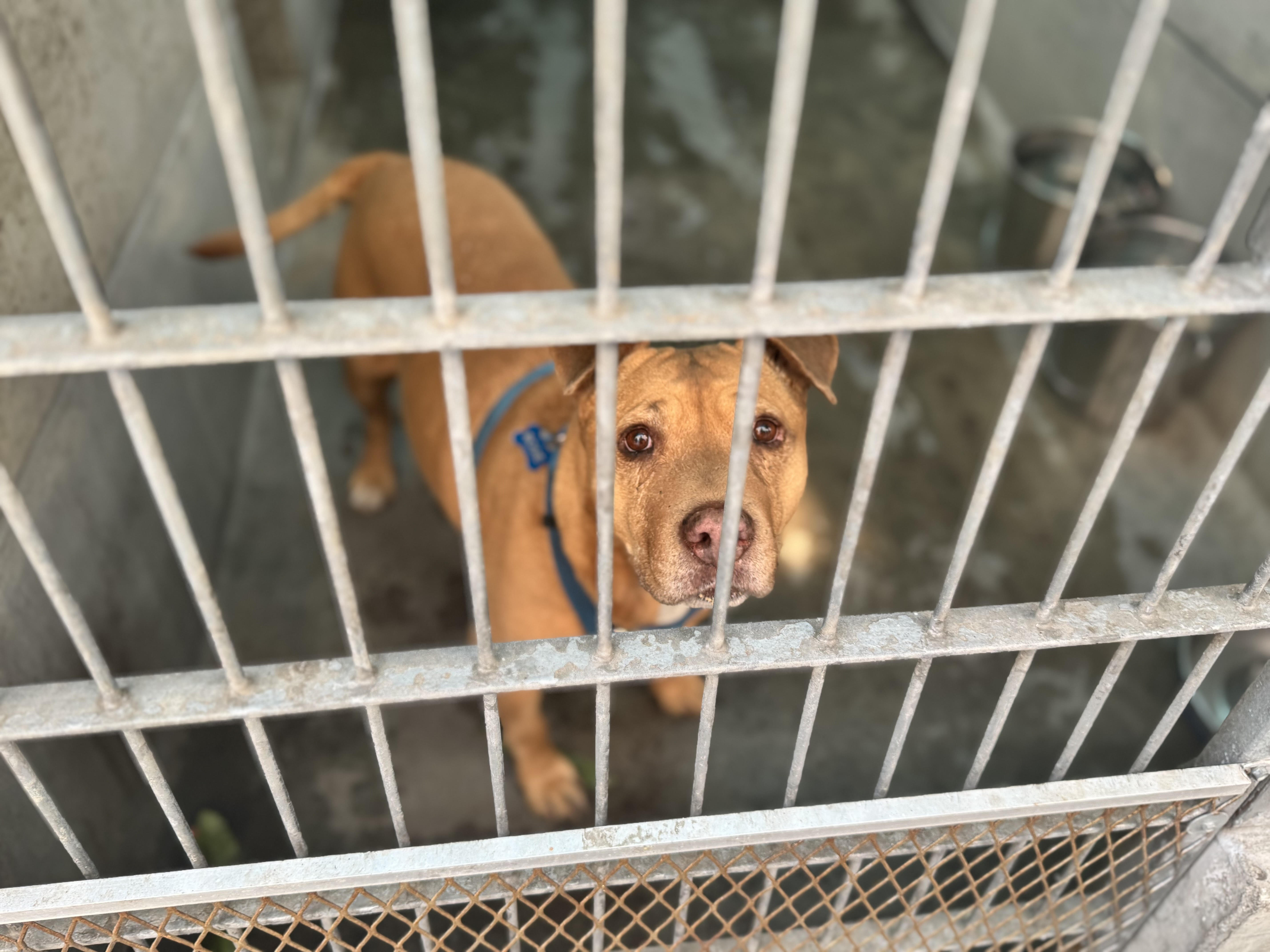 Eaton Fire Emergency