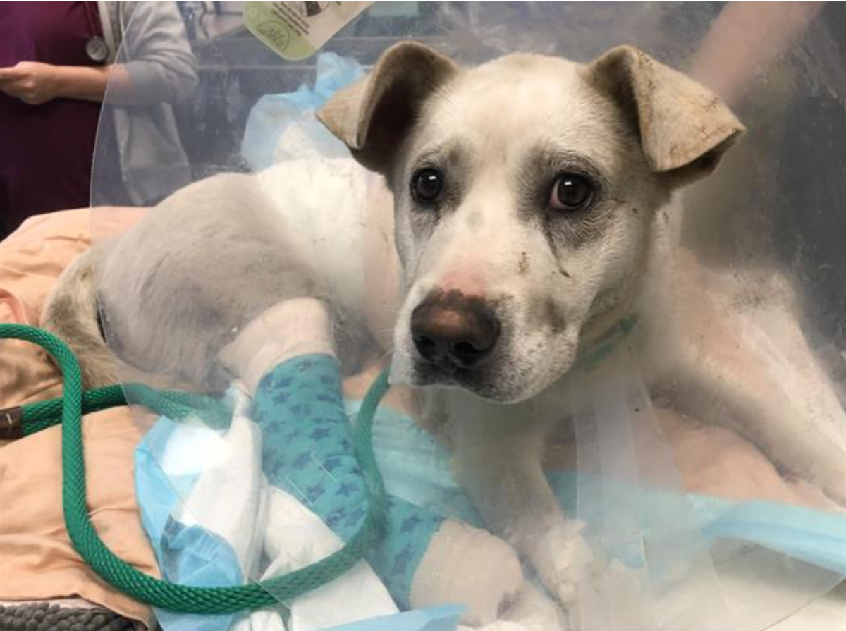 Wiggle Waggle Walk & Run 2024 - Campaign