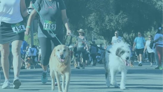 Wiggle Waggle Walk & Run 2024 Registrations