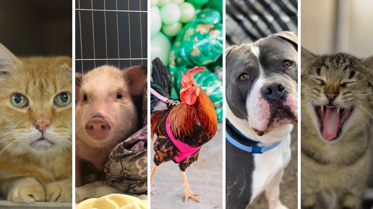 Lend a Paw - Campaign