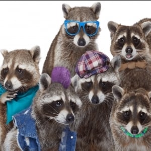 Check out Trash Pandas' team fundraising page for Special Olympics Michigan