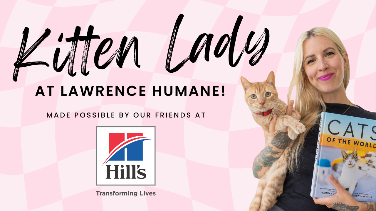 Kitten Lady in Lawrence! - Campaign