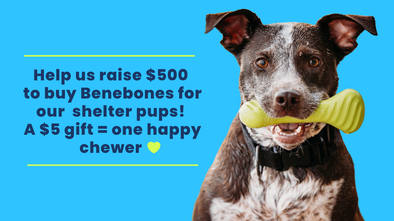 Donate to Give a Dog a Bone!