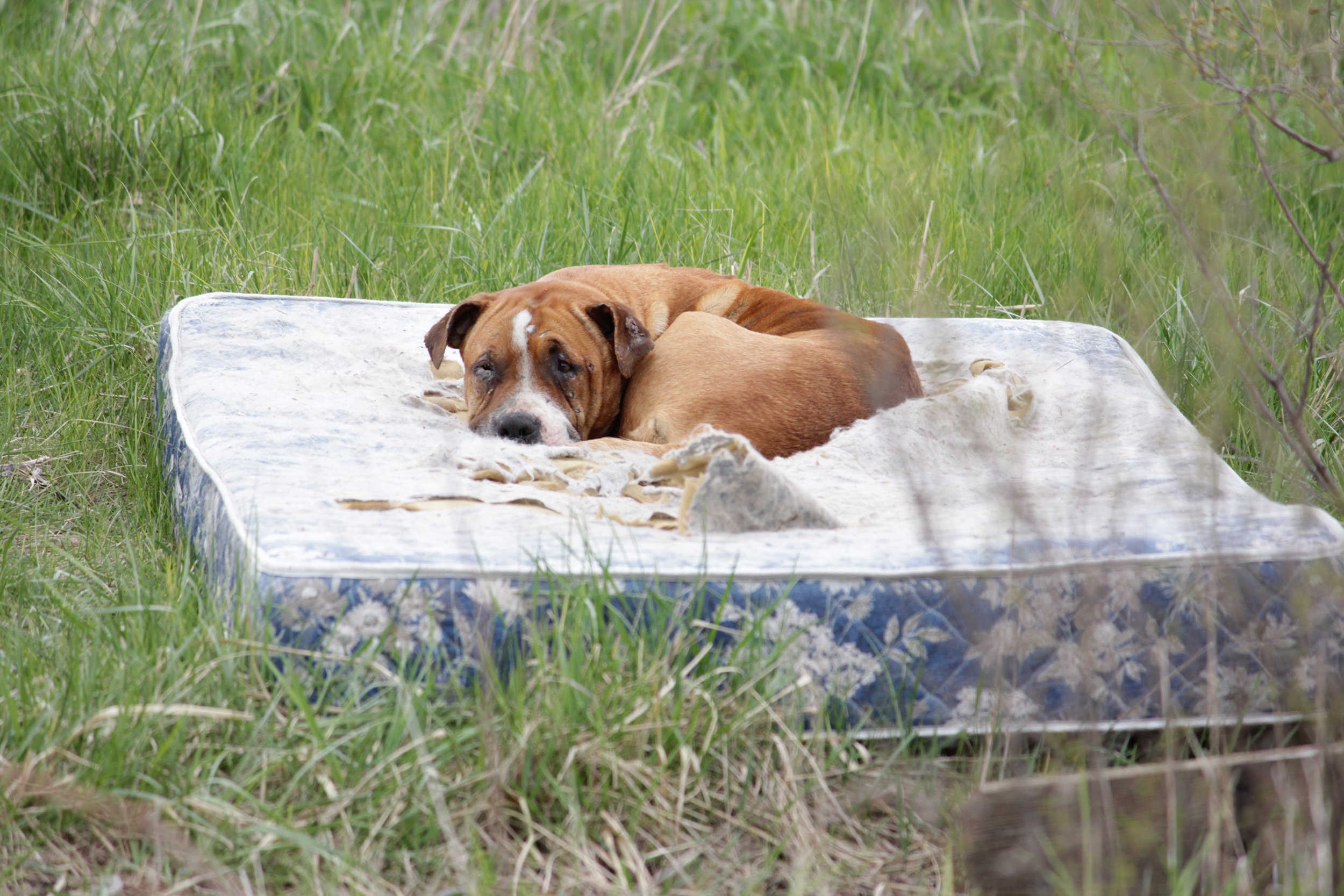 Donate to Detroit Dog Rescue