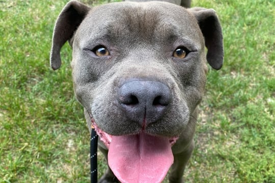 Donate to Detroit Dog Rescue