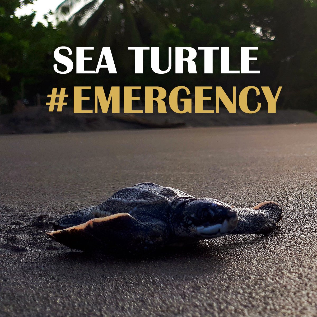 Sea Turtle Emergency! - Campaign