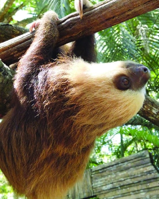 Donate to Jaguar Rescue Center (by the La Ceiba Primary Forest Foundation)