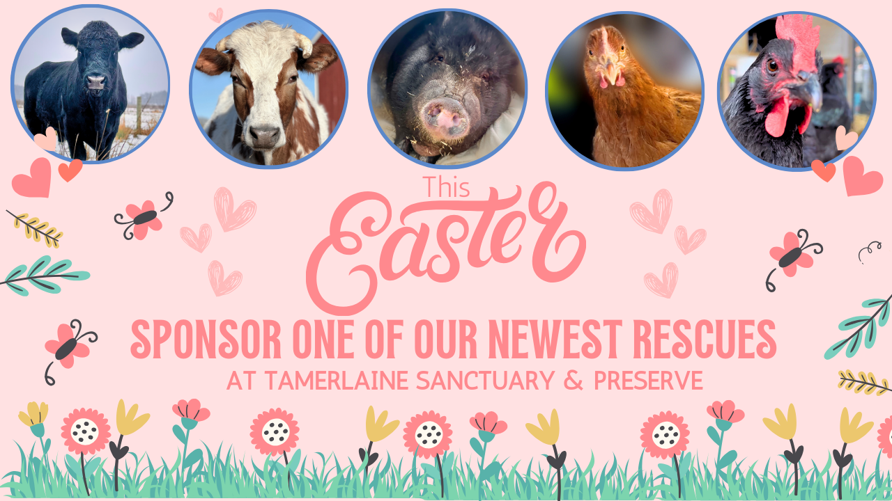 Easter Animal Sponsorship 2024 - Campaign
