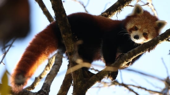 Save the Last of the First Panda - Campaign