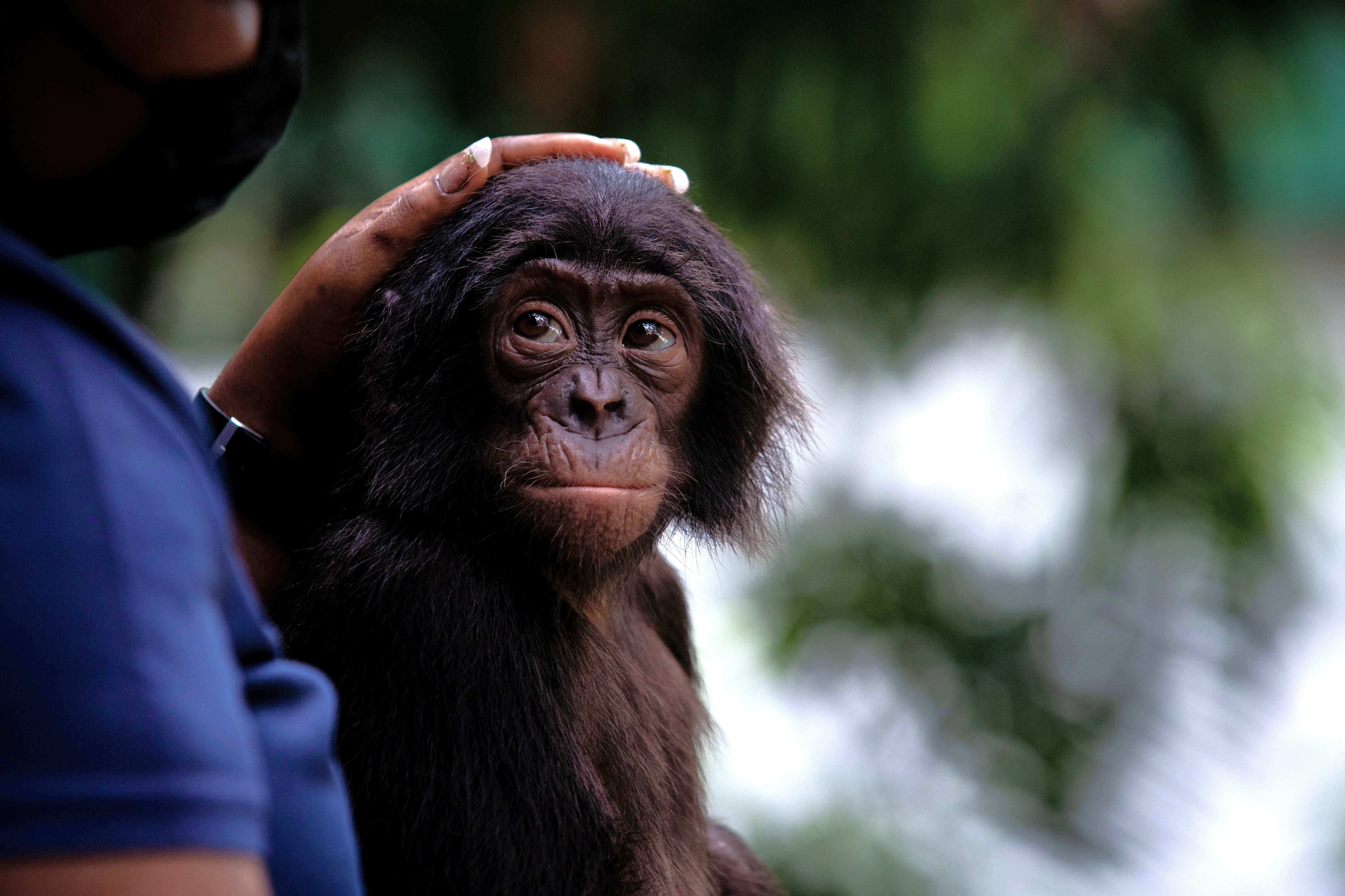 Donate to Friends of Bonobos