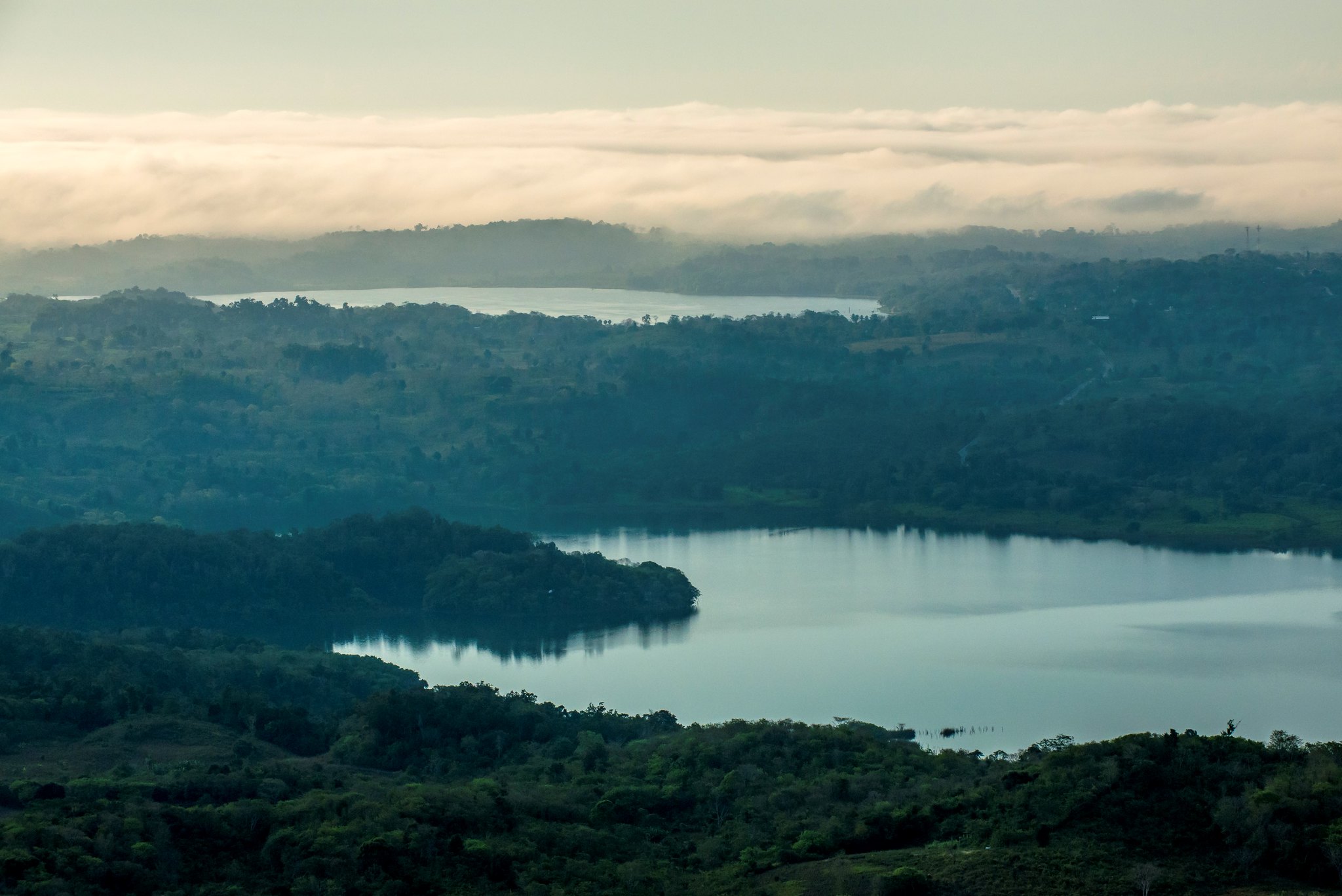 Donate to Support the Rainforest Alliance with Content Guru