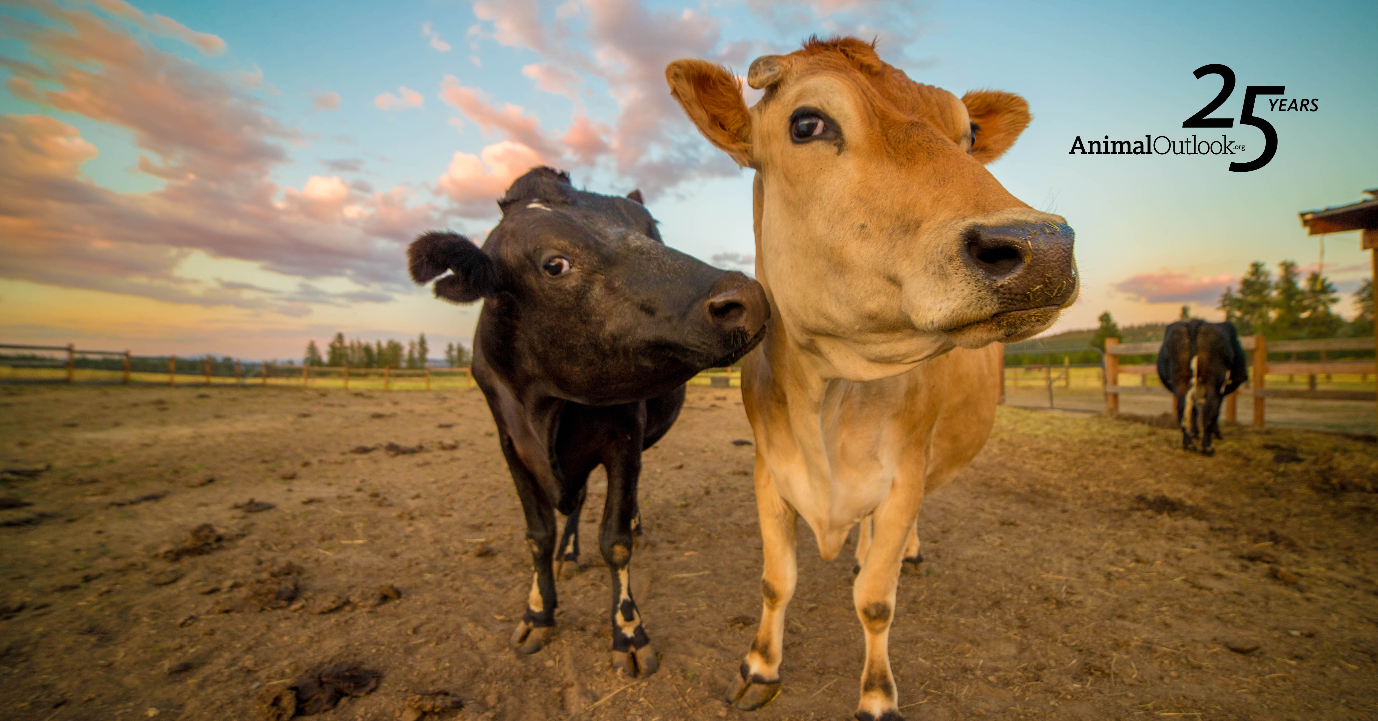 2020: Celebrating 25 Years of Compassion - Campaign