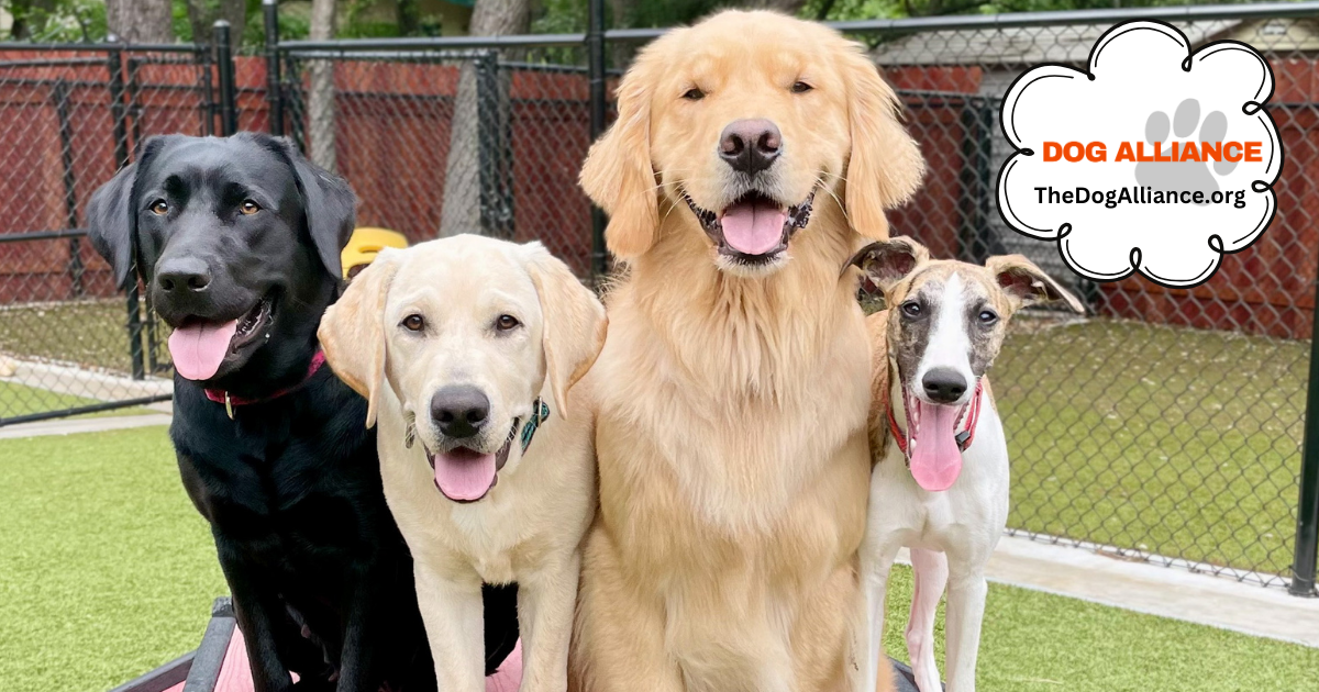 Donate to Empower Dogs - Transform Lives