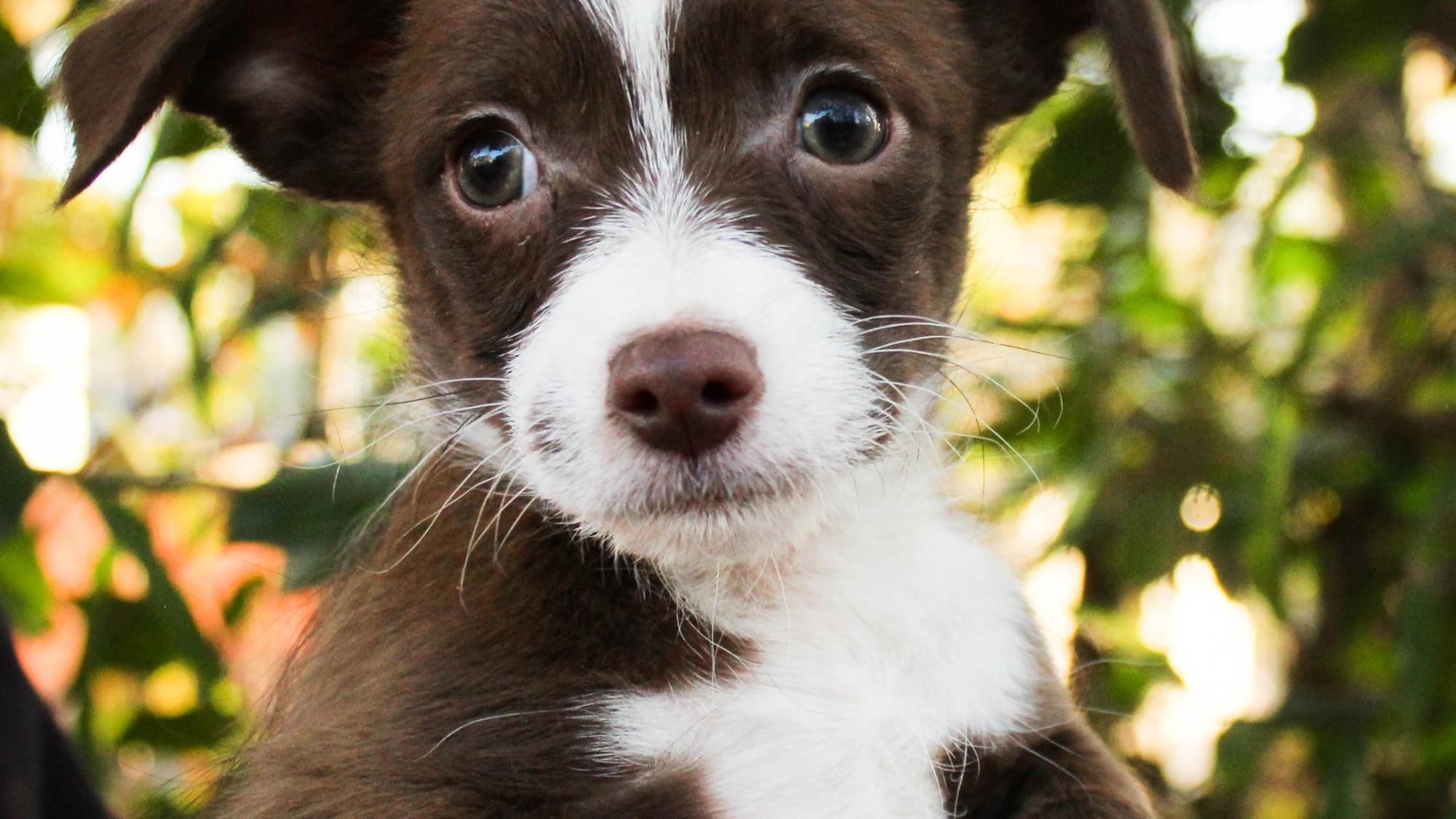 Rescue Raffle - Campaign