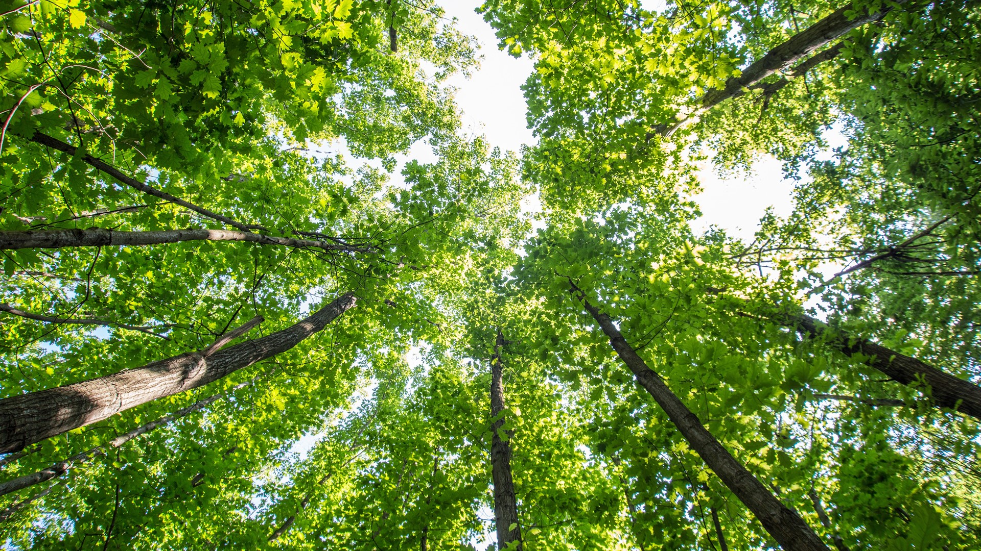 Seattle Tree Canopy Network Community Meeting - Campaign