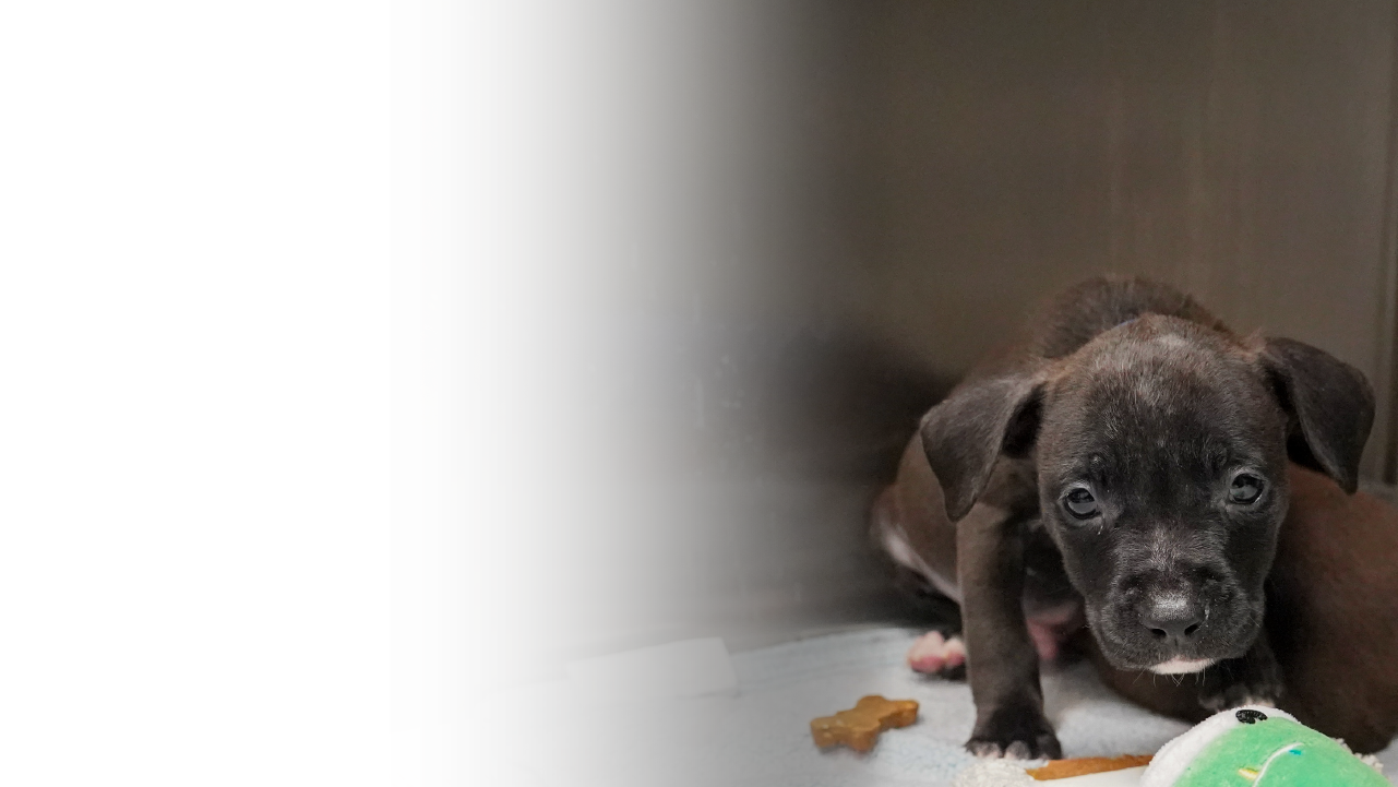 Donate to Giving Tuesday - Versa