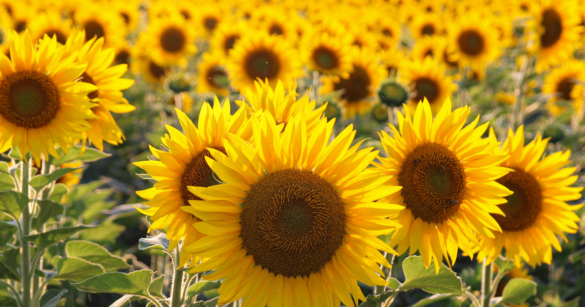 Donate to renew your Environmental Defense Fund membership