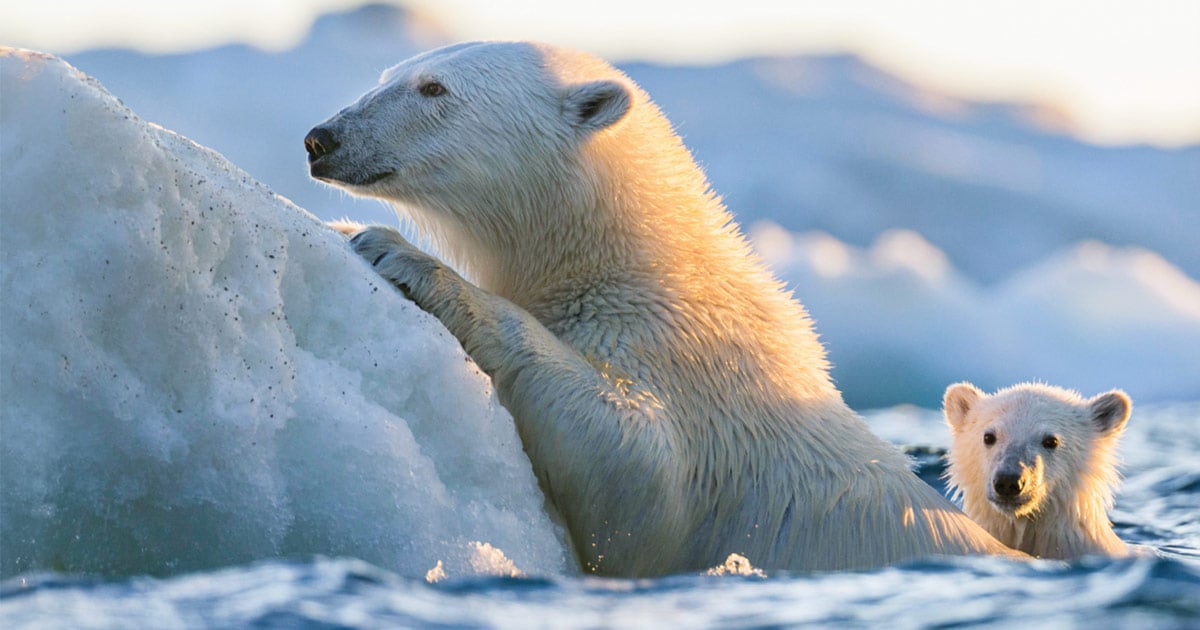 Donate to Environmental Defense Fund to save polar bears