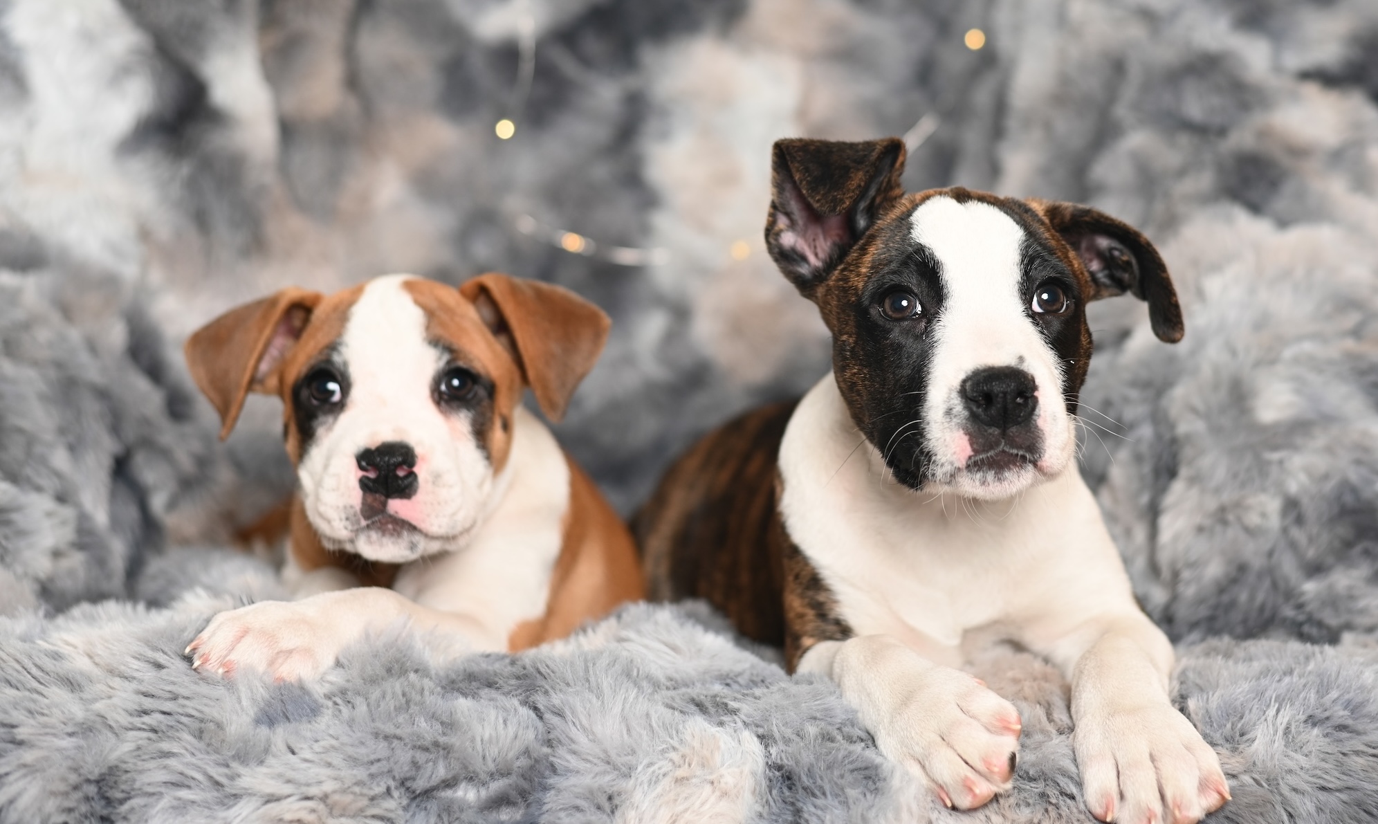 2023 Holiday Giving - Campaign