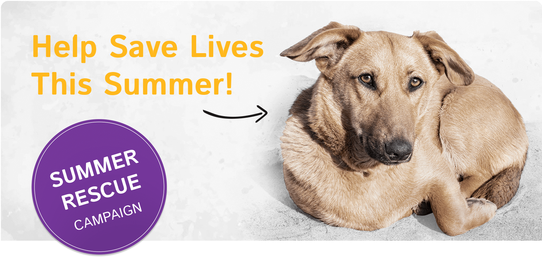 Donate to Summer Rescue