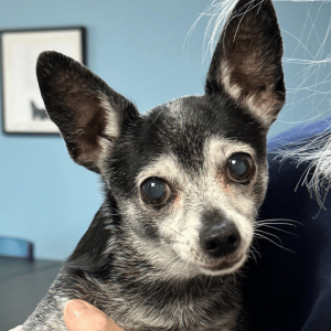 JOY COLLIS's fundraising page for FETCH a Cure