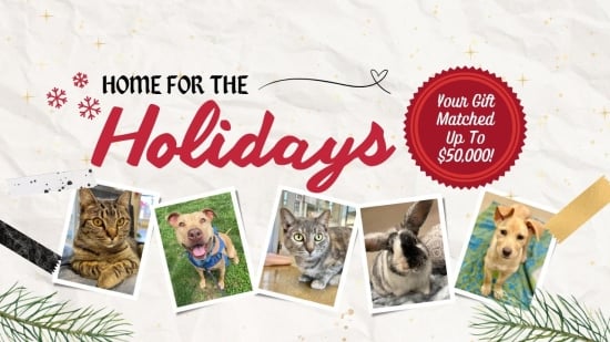 Home for the Holidays - Campaign