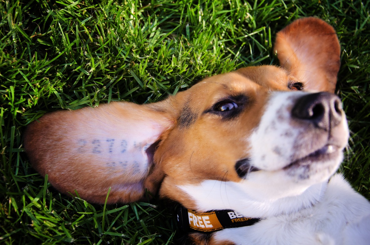 Donate to END ANIMAL TESTING!