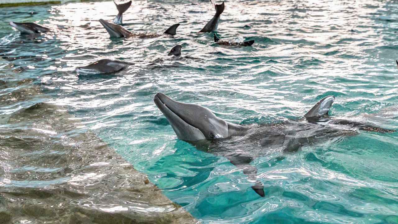 Donate to Help Our New Dolphins