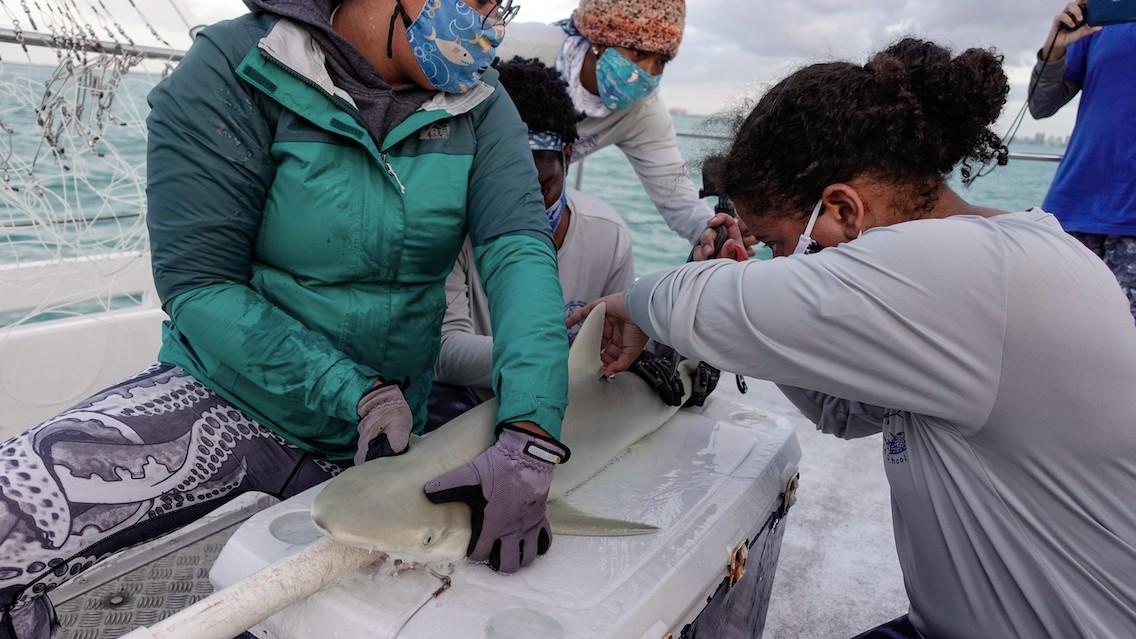 Shark Scientist for a Day! - Campaign
