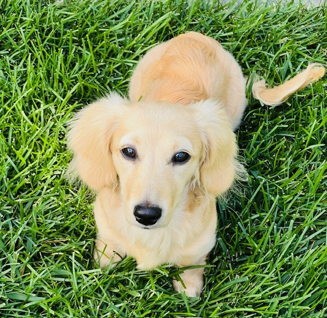 SOM Dogs 4 Smiles - Campaign