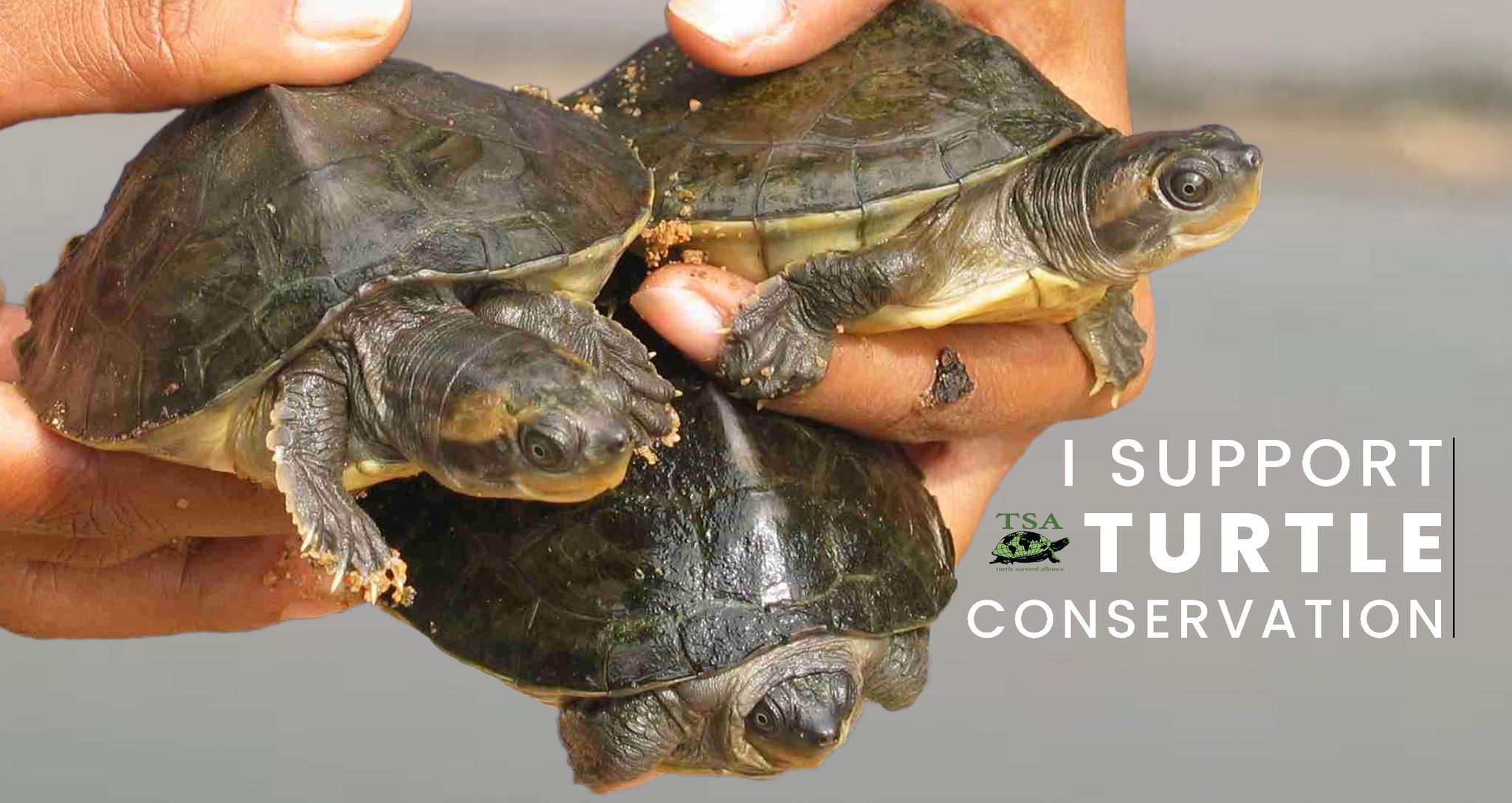 Donate to Turtle Survival Alliance