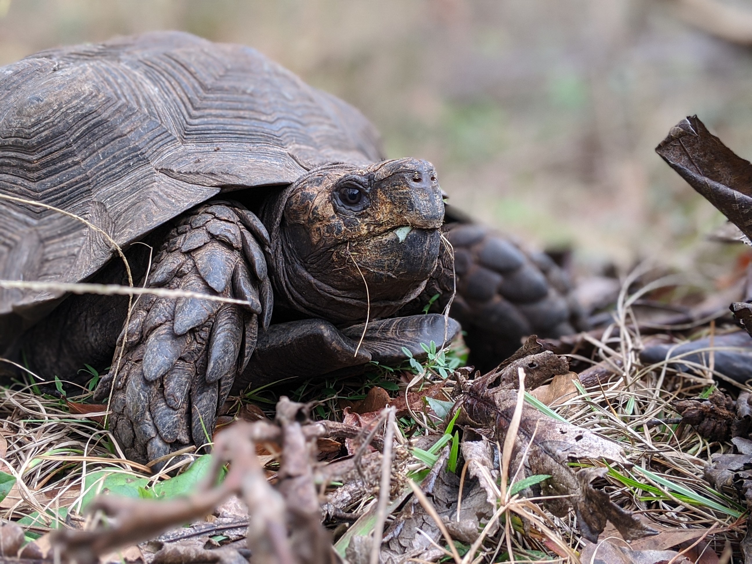 Donate to 2023 Turtle Month SM