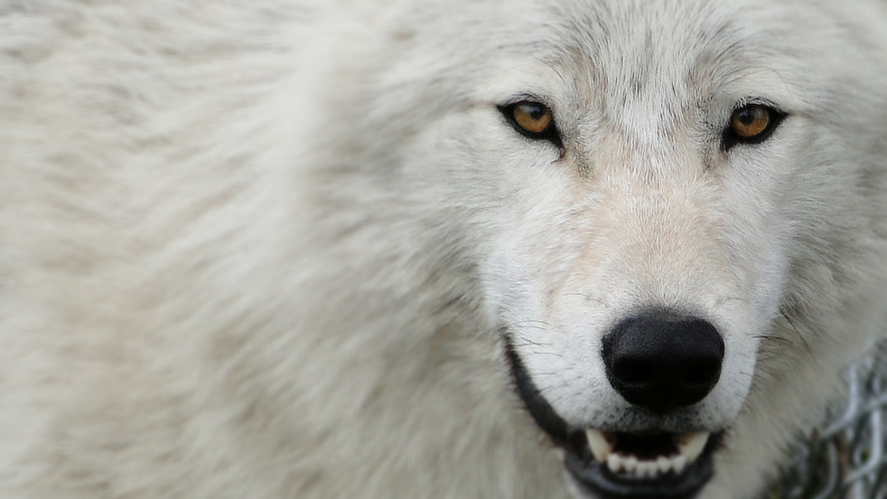 Donate to Gray Wolves