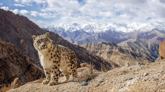 Team Snow Leopard Drive 2023 - Campaign