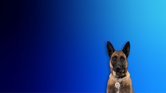 Donate to Support SDPD K9 Unit