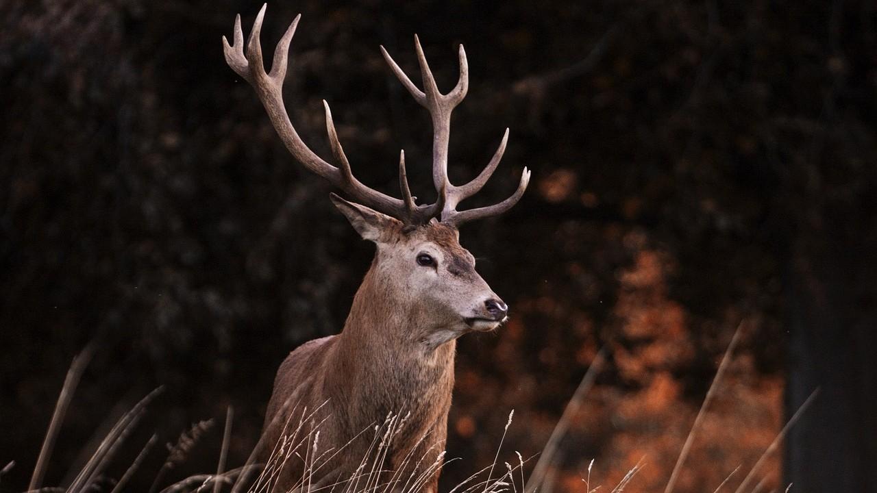 Big Buck Bash 2025 - Campaign