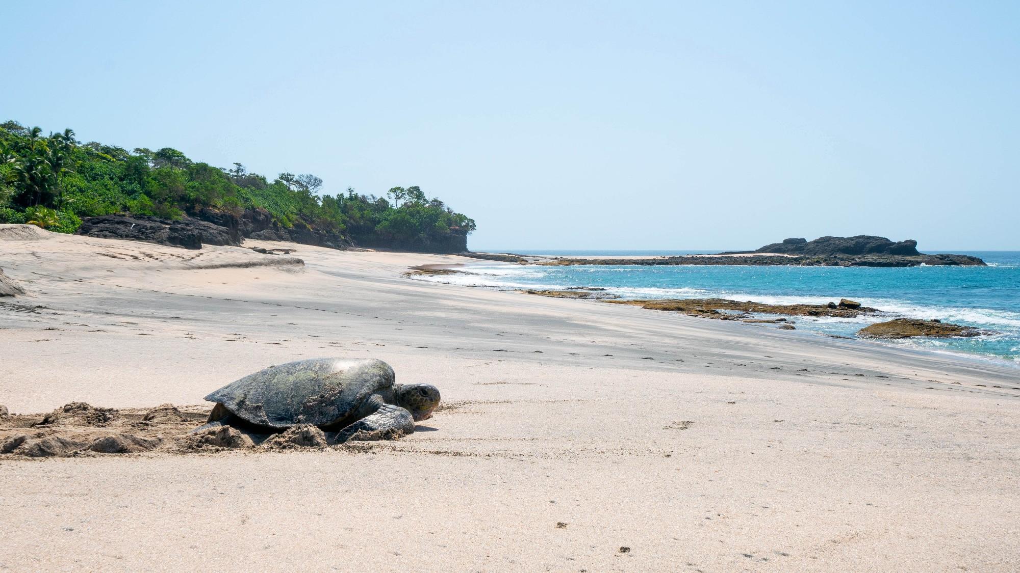 Tracking Turtles to Protect Panama's Pearl Islands - Campaign
