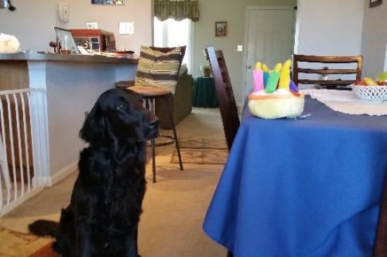 2024 Happy Birthday Raffi! “Be Like… Raffi!” - Campaign