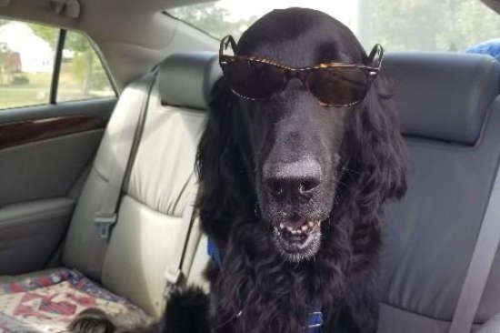 Happy Birthday Raffi! “Be Like… Raffi!” - Campaign