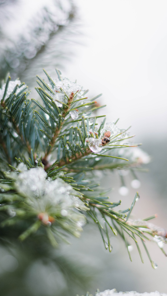 Donate to PROVAIL EOY