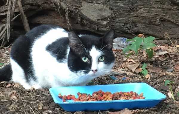 Donate to help cats!