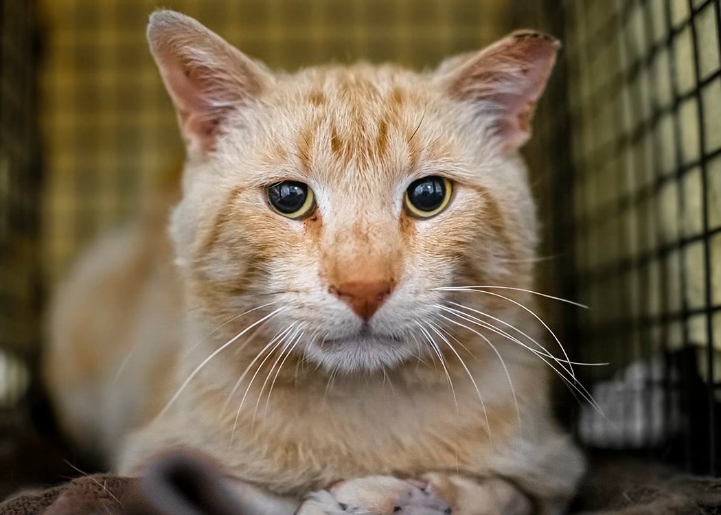 Donate to Neighborhood Cats