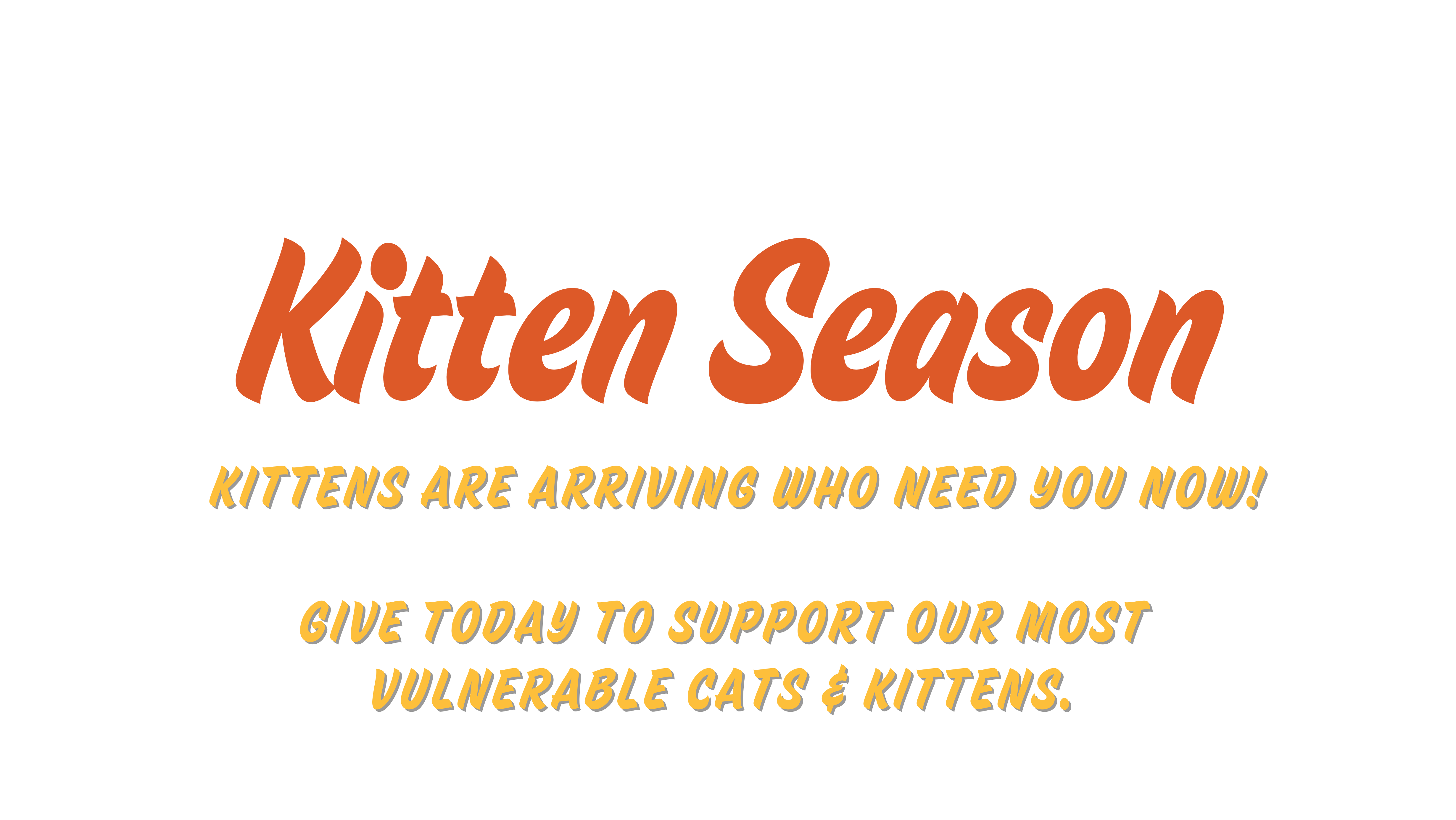 Kitten Season - Campaign