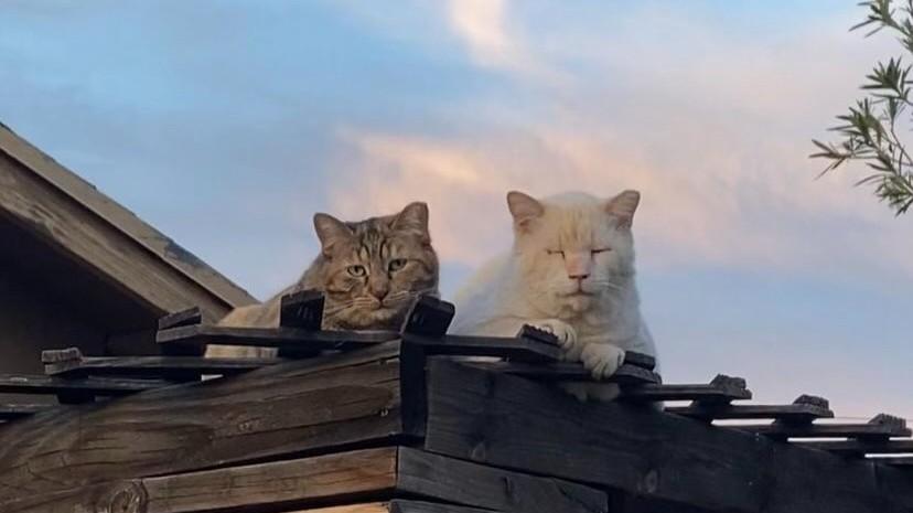 Sustain the Change with Poets Square Cats - Campaign