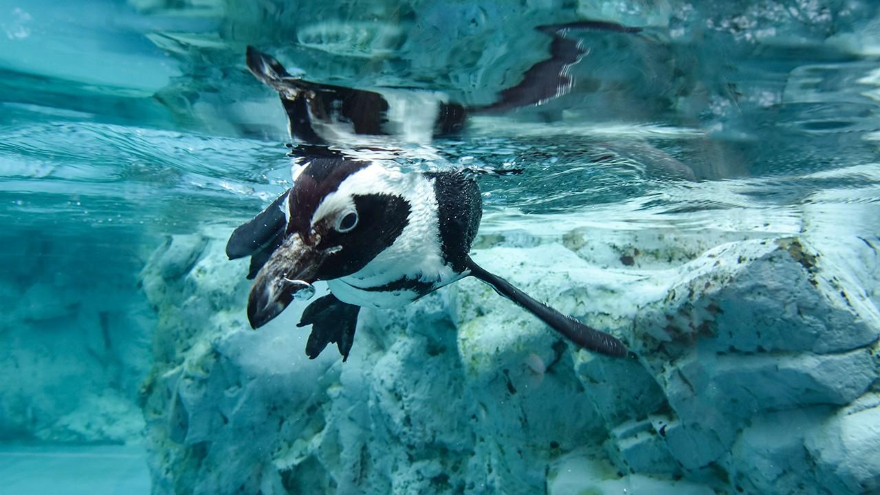 2024 Penguin Run Walk Waddle - Campaign